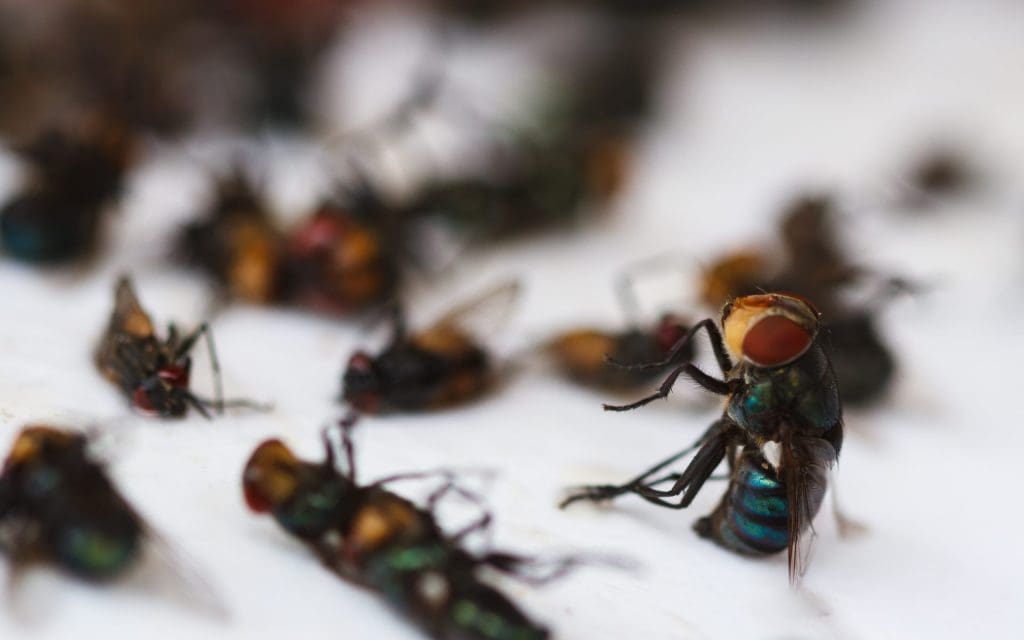 How To Keep Flies Away From Home | Pestline